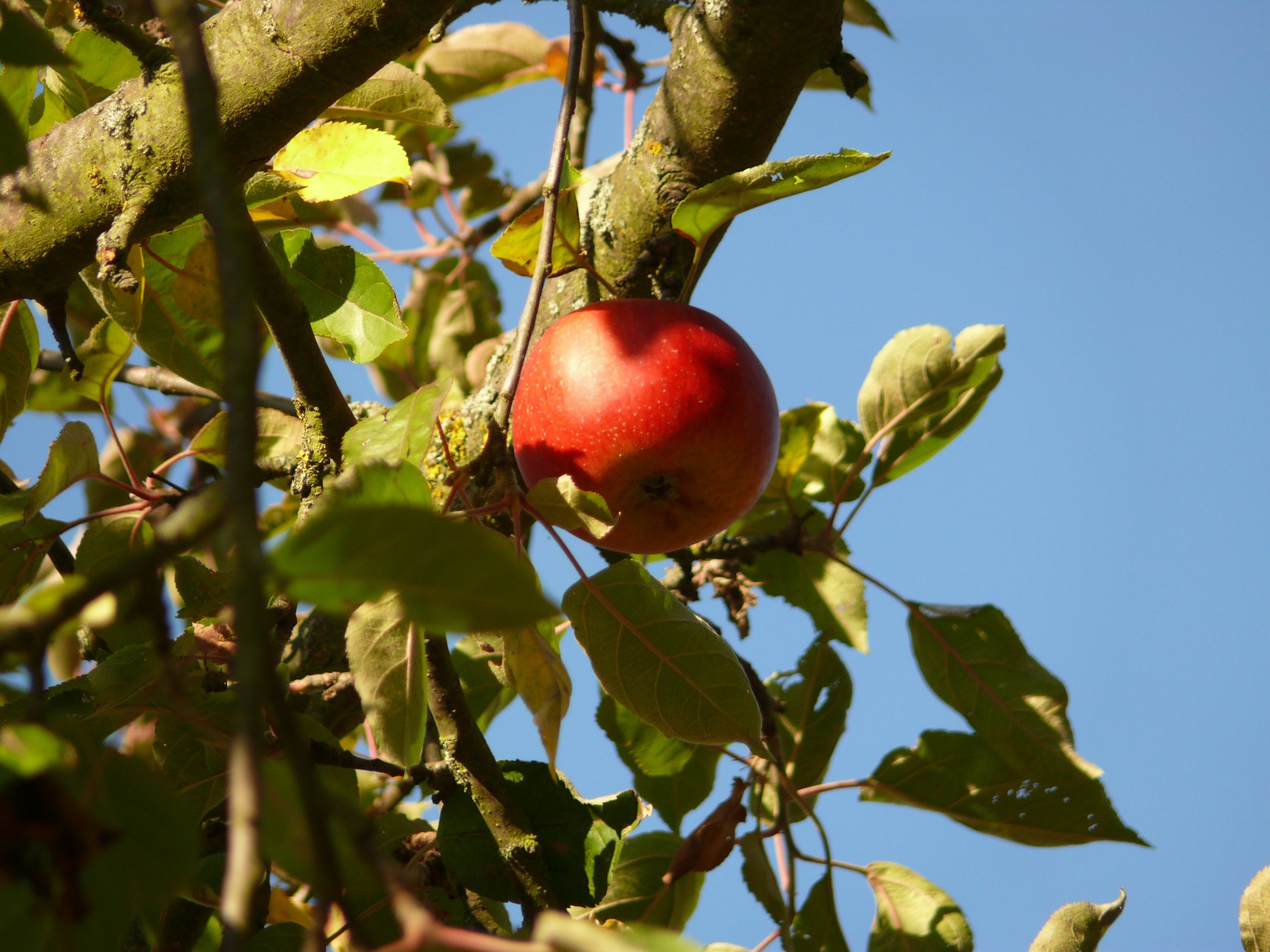 Apfelexkursion-E-Bike-Tour - radeln, wo der Saft wächst | cult-touren